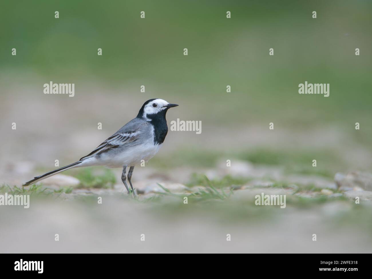 Codobatura alba hi-res stock photography and images - Alamy