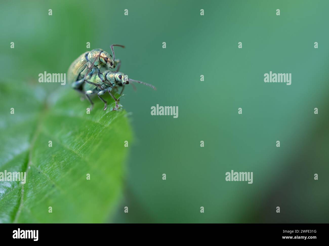 Phyllobius bugs matting close up details. Green beetles on a leaf ...