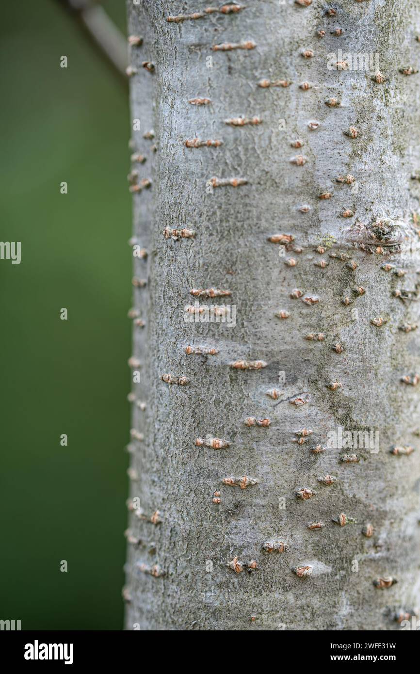 Riparian habitats hi-res stock photography and images - Alamy