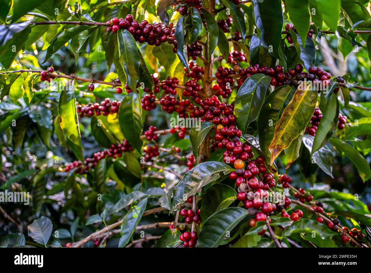 Café premium hi-res stock photography and images - Alamy