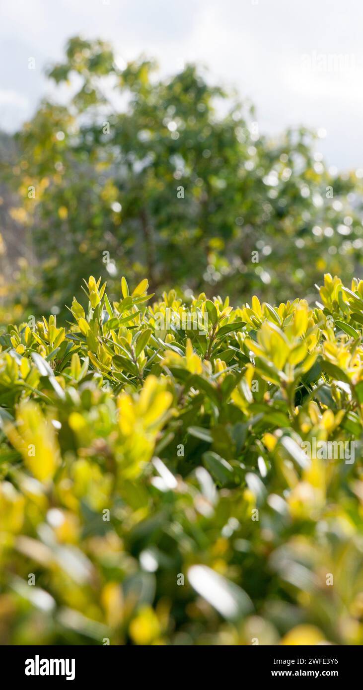 Green bush leaves hi-res stock photography and images - Alamy