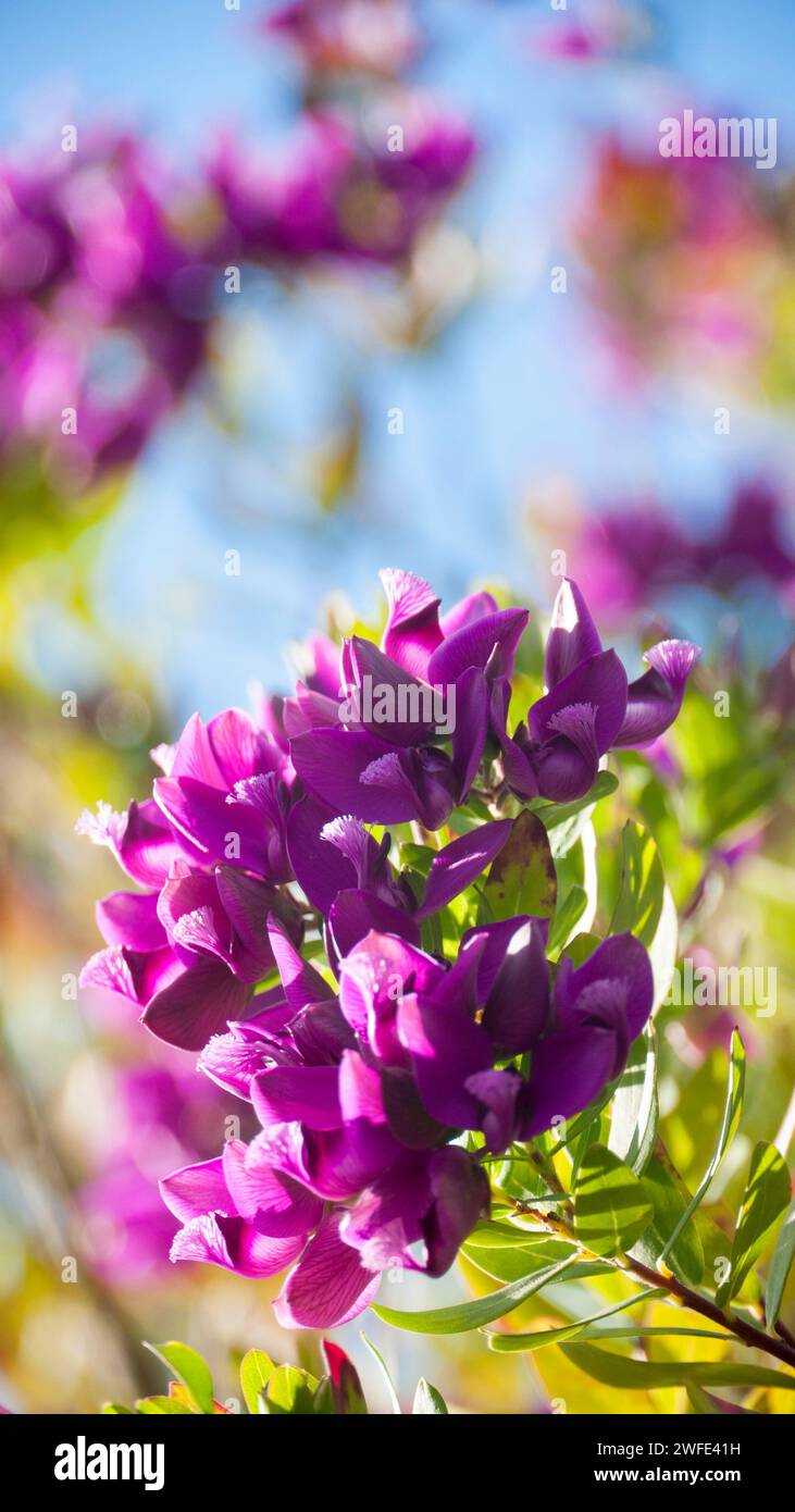 Purple flower bunch hi-res stock photography and images - Alamy