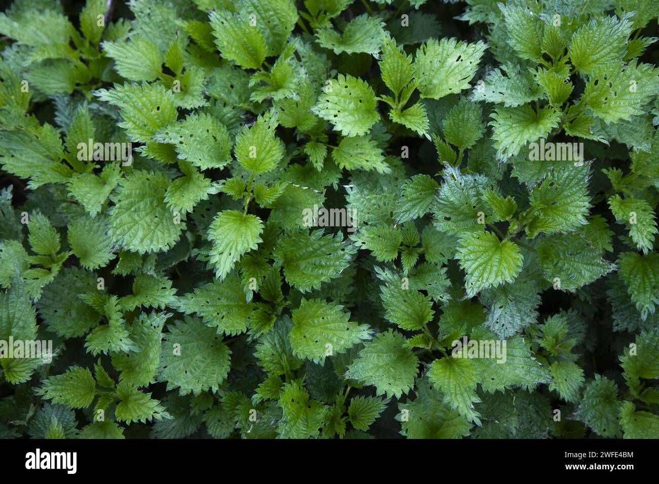 Green spring nettle texture hi-res stock photography and images - Alamy