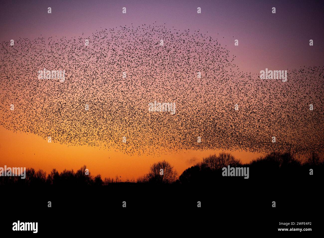 Holme Pierrepont, Nottinghamshire, UK. 30th January, 2024. A general ...
