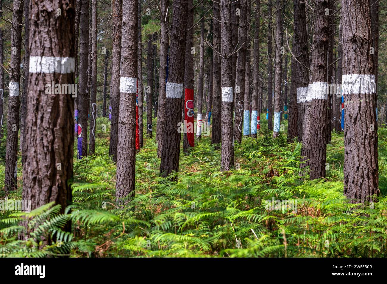 Oma Forest is a work of art by Agustin Ibarrola, a Basque sculptor and ...