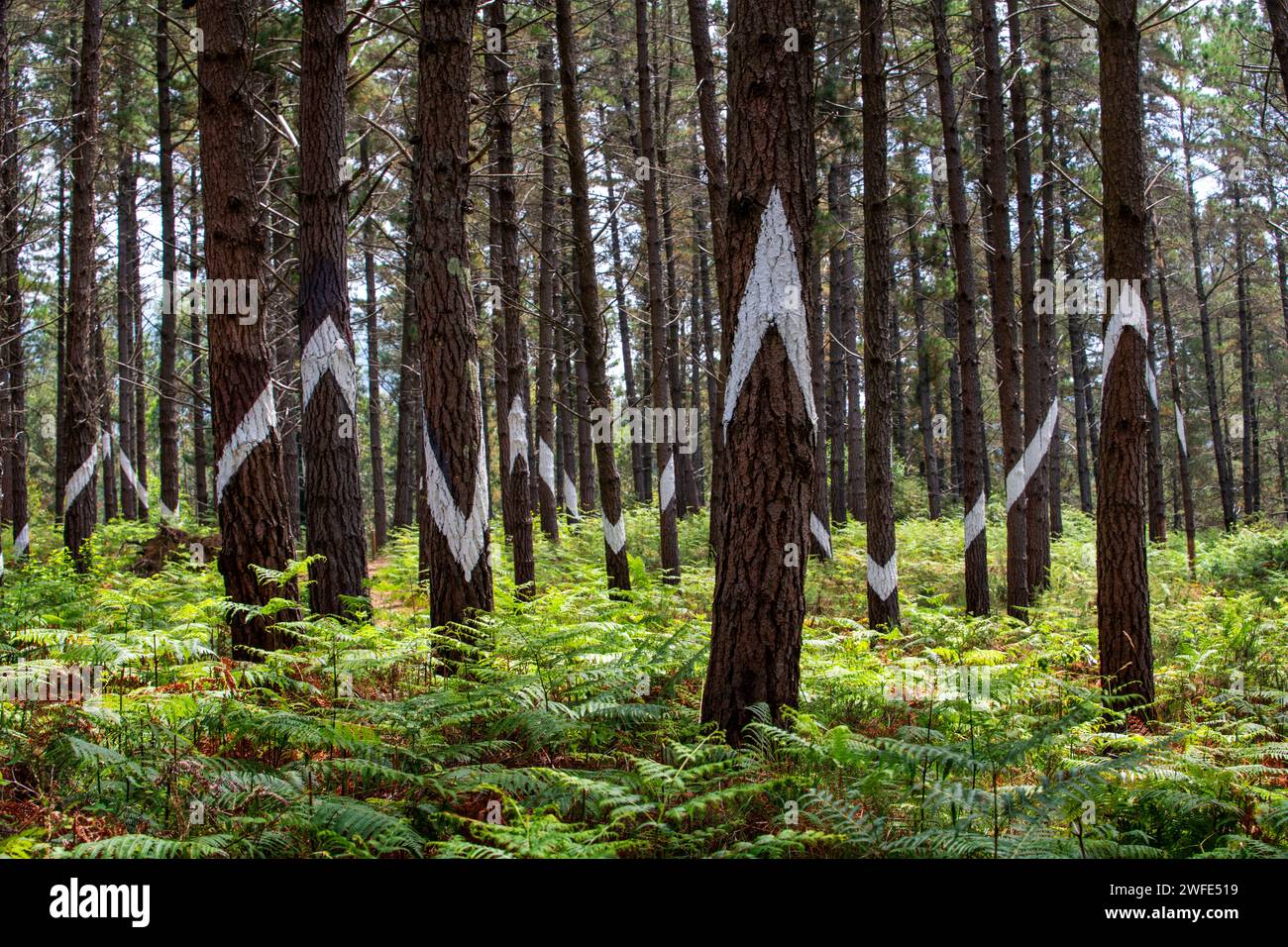 Oma Forest is a work of art by Agustin Ibarrola, a Basque sculptor and ...
