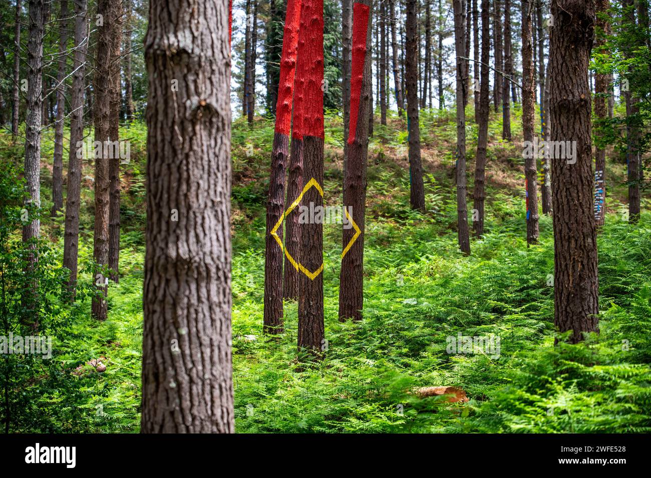 Oma Forest is a work of art by Agustin Ibarrola, a Basque sculptor and ...