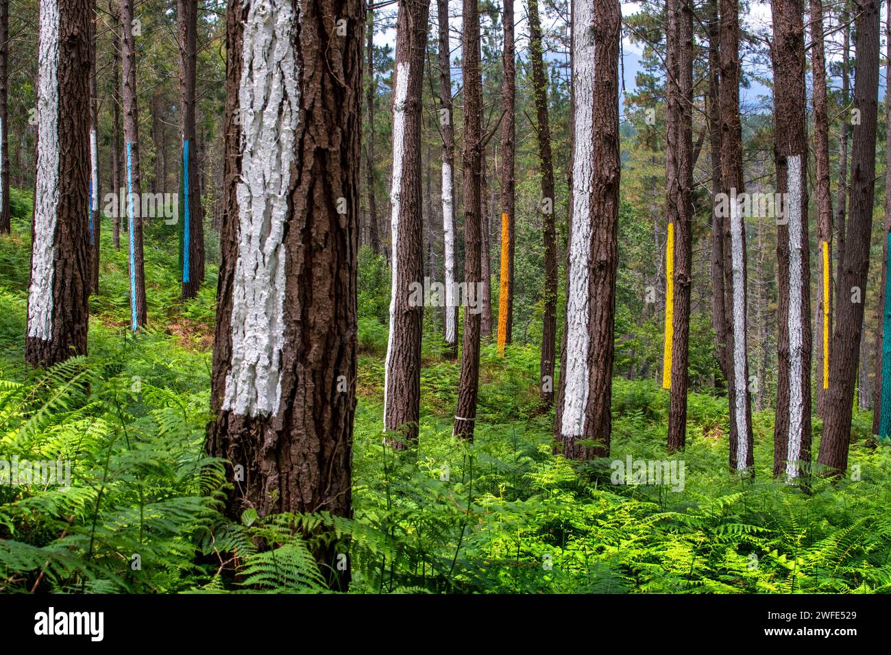 Oma Forest is a work of art by Agustin Ibarrola, a Basque sculptor and ...