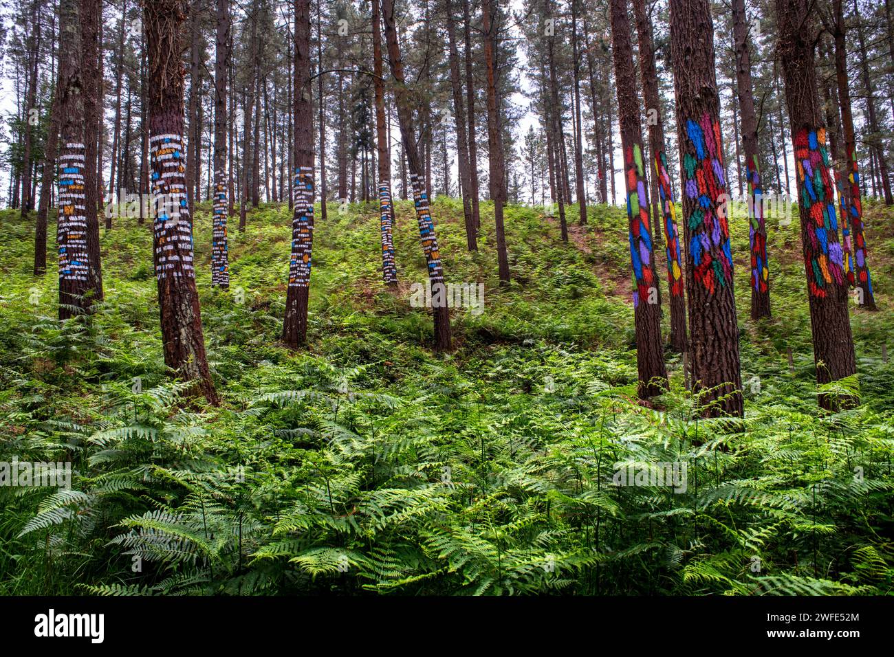Oma Forest is a work of art by Agustin Ibarrola, a Basque sculptor and ...