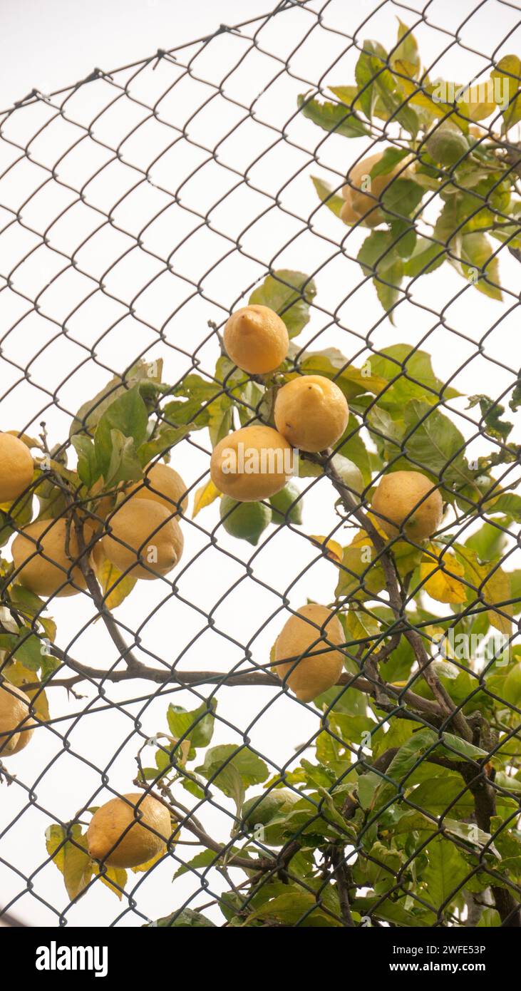 Branches crossing hi-res stock photography and images - Alamy Branches crossing hi-res stock photography and images - Alamy