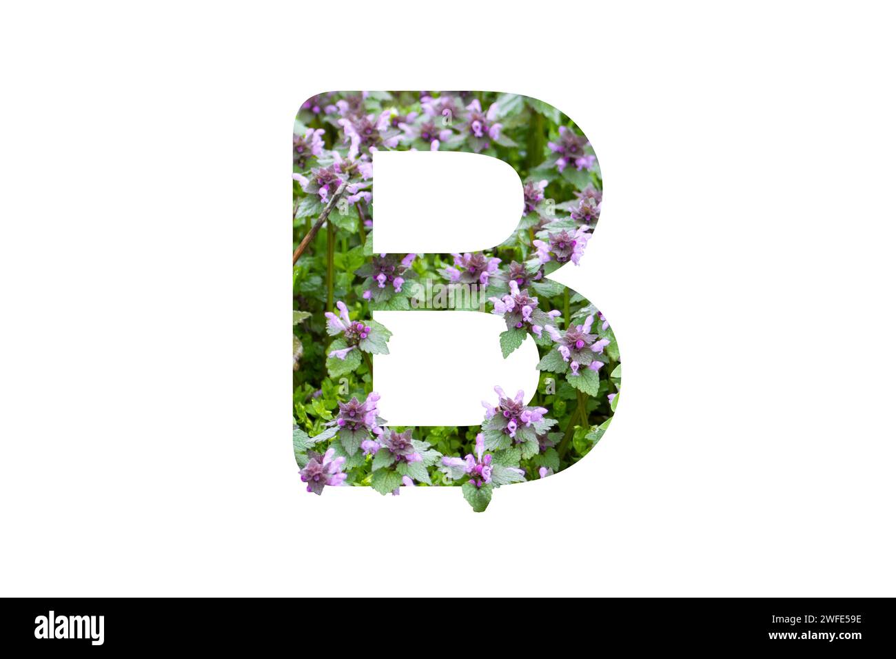 Letter b with flowers hi-res stock photography and images - Alamy