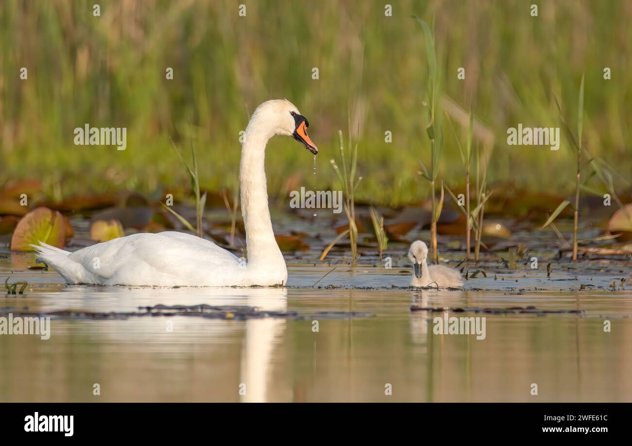 A mother swan with protecting her chick. Danube Delta ornithology ...
