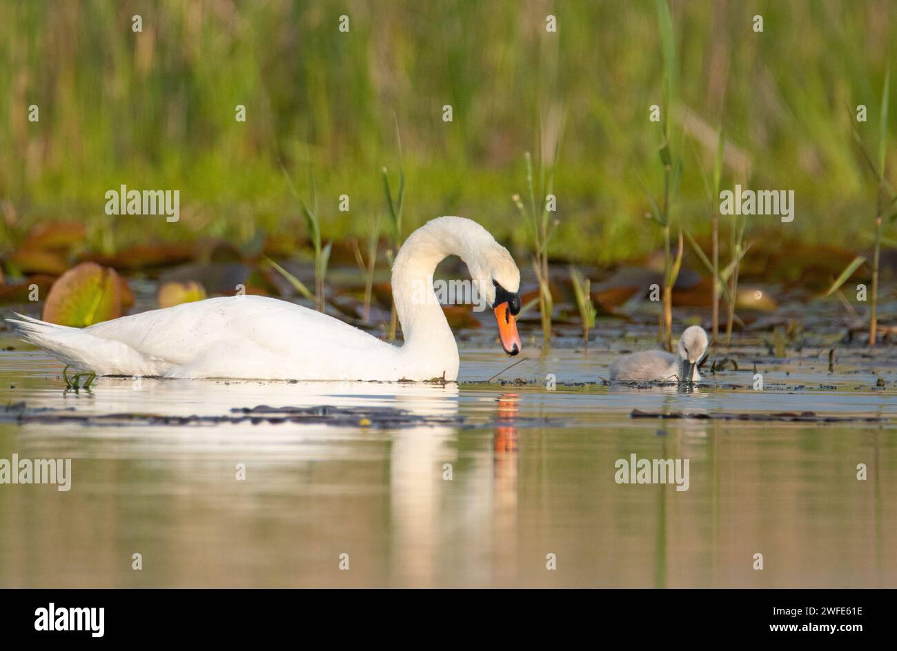 A mother swan with chicks. Danube Delta ornithology destination ...