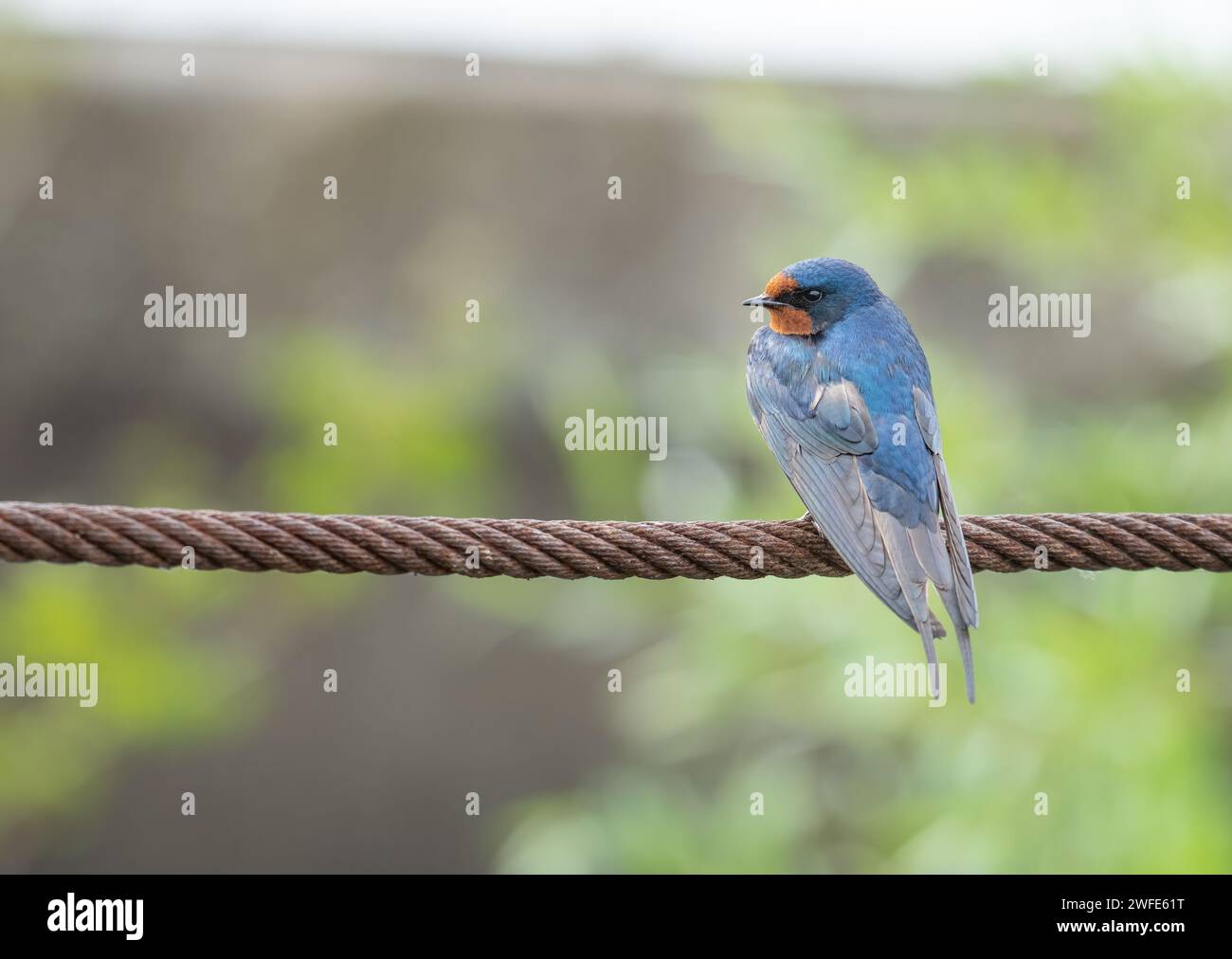 A swallow (Hirundo rustica) resting on an iron cable before starting ...