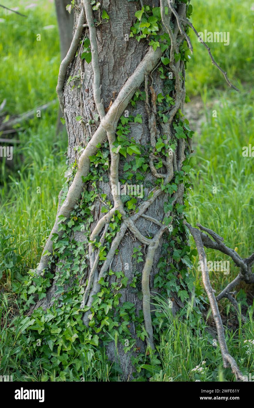 A Strong Ivy That Grows Around A Poplar Trunk Trying To Grab It Hedera