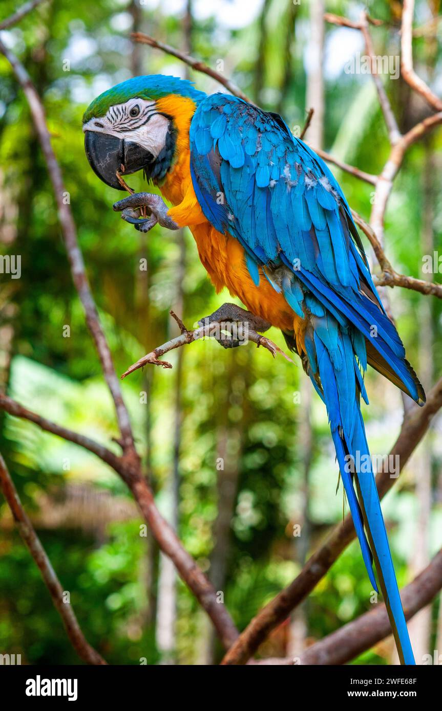 Blue and yellow macaw (Ara ararauna) portrait. The blue-and-yellow macaw (Ara ararauna), also ...