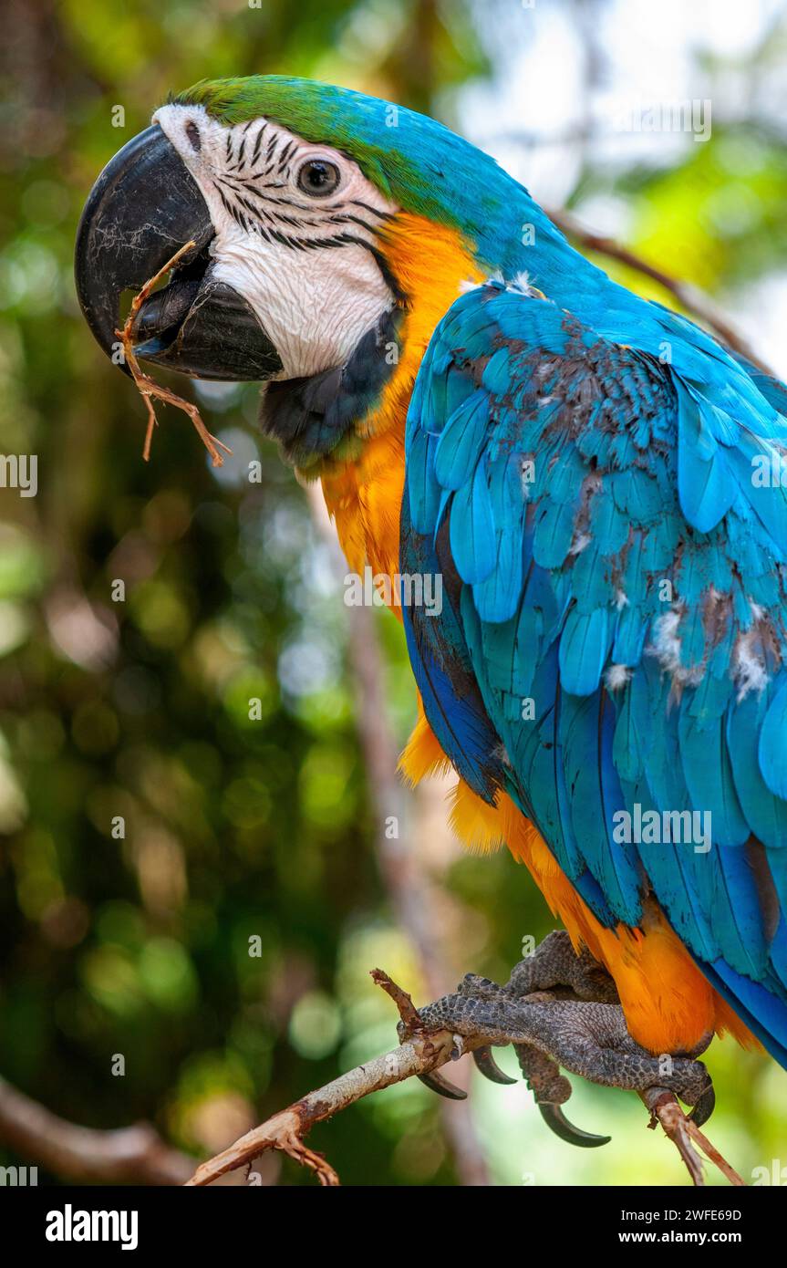 Blue and yellow macaw (Ara ararauna) portrait. The blue-and-yellow macaw (Ara ararauna), also ...