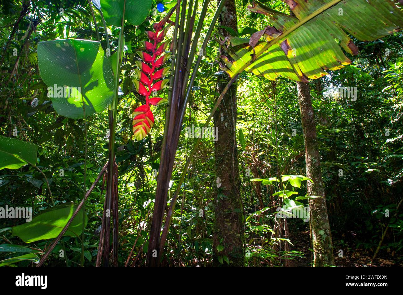 Bird-of-Paradise (Heliconia) in the Tambopata National Reserve Peru ...