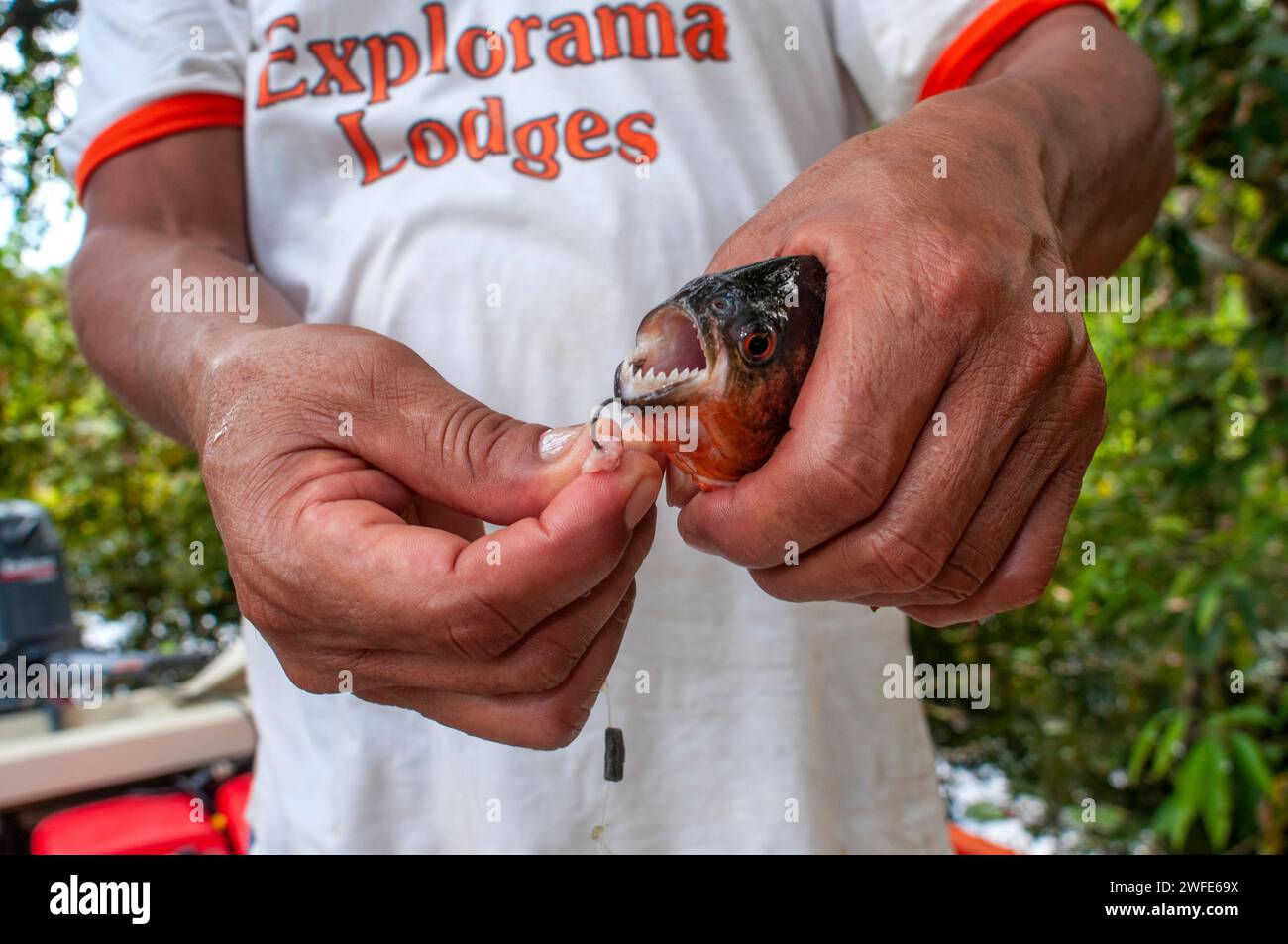 Pacaya Samiria Reserve, Peru, South America. Man showing the sharp ...