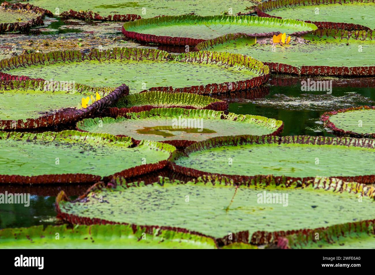 Victoria amazonica is a species of flowering plant, the largest of the ...