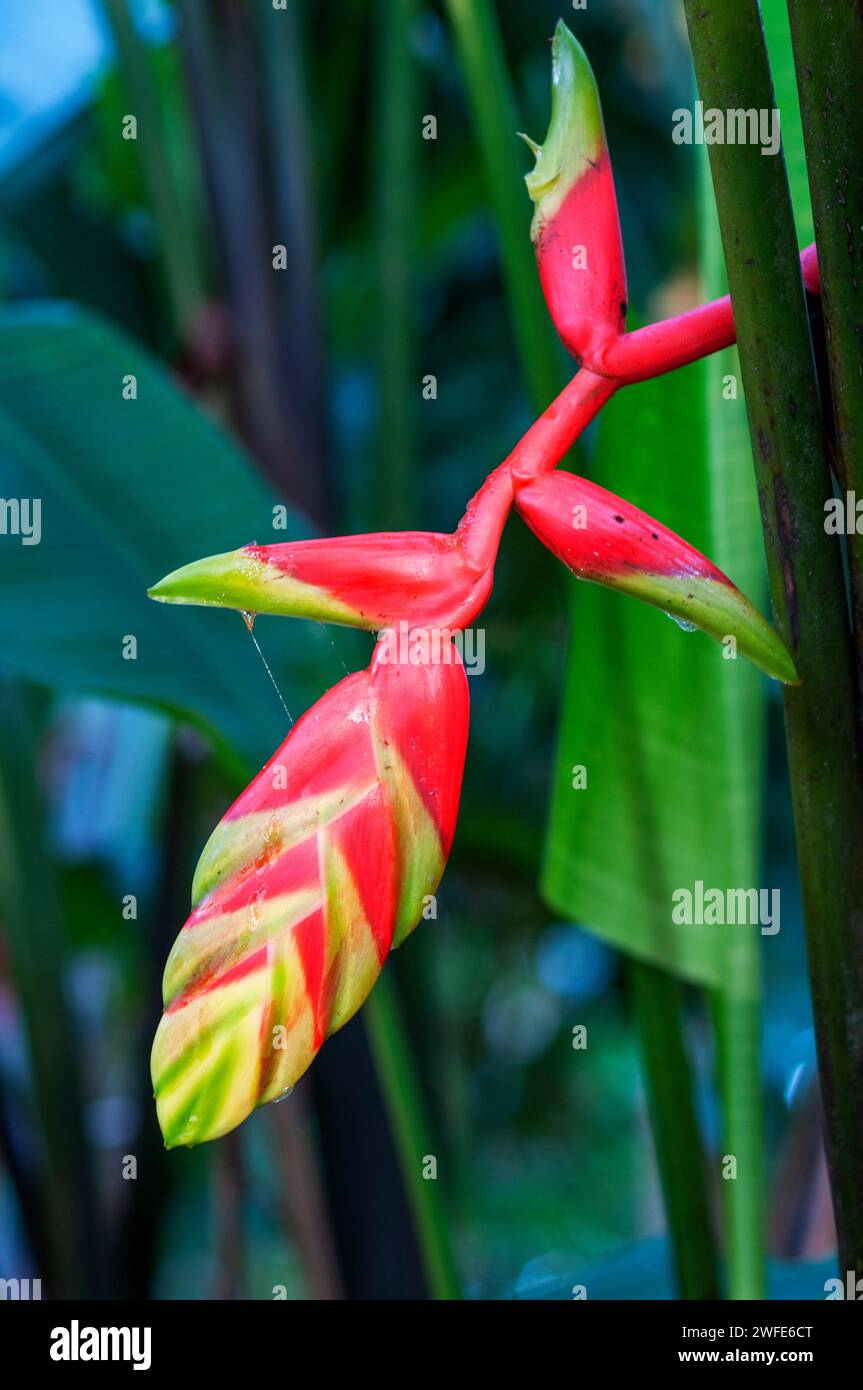 Bird-of-Paradise (Heliconia) in the Tambopata National Reserve Peru ...