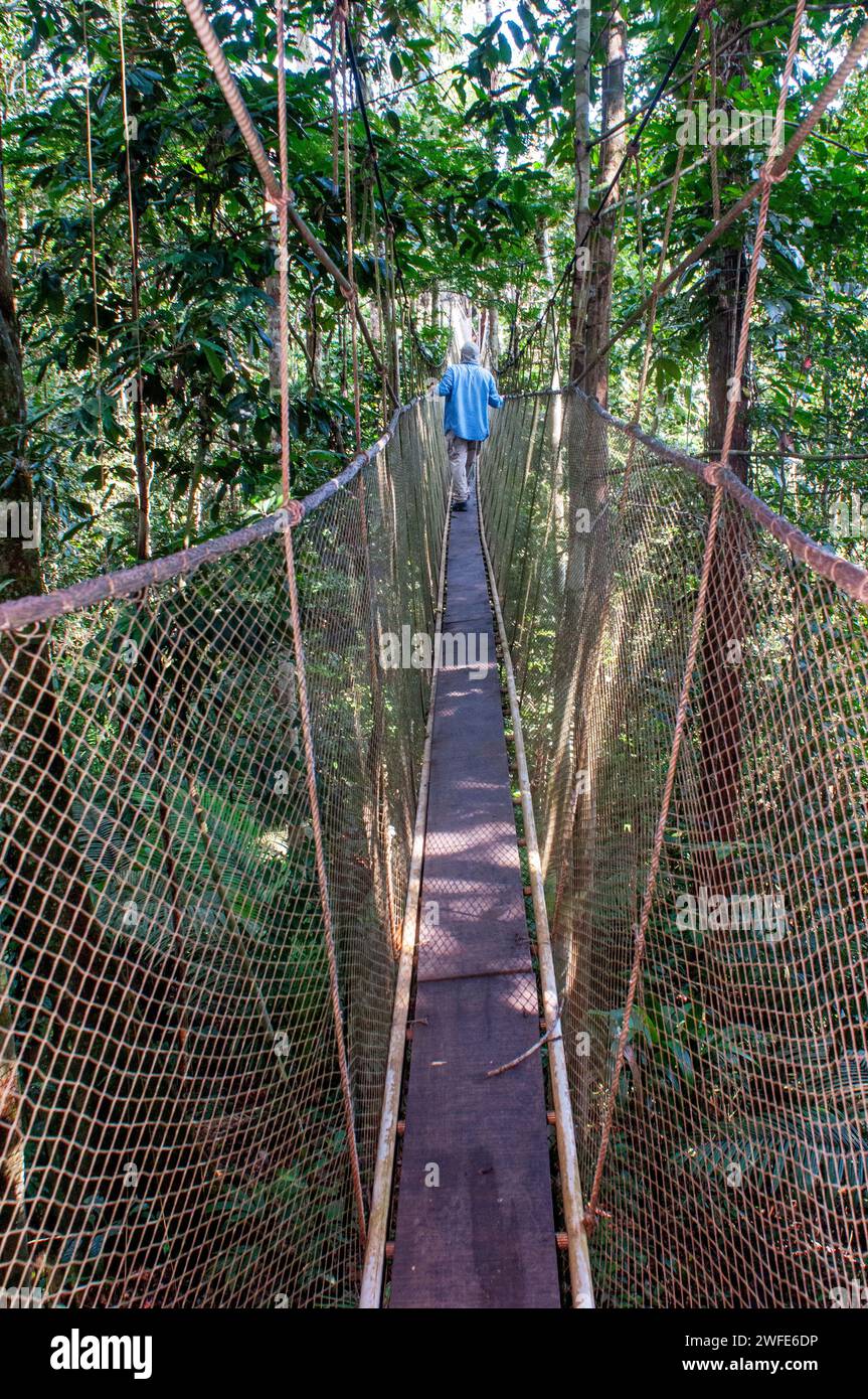 Elevated canopy walk hanging bridges. A rain forest canopy walkway in ...