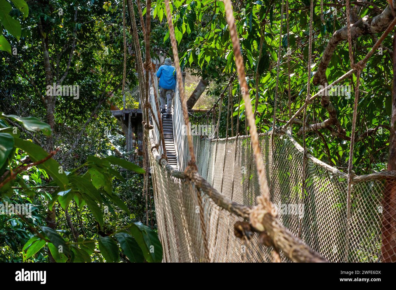Elevated canopy walk hanging bridges. A rain forest canopy walkway in ...