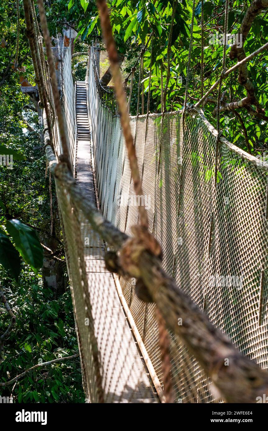 Elevated canopy walk hanging bridges. A rain forest canopy walkway in ...