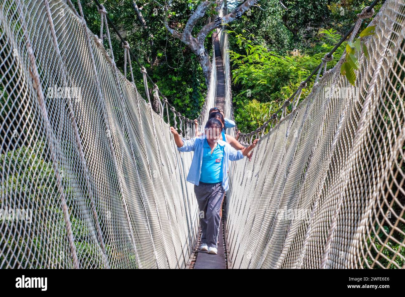 Elevated canopy walk hanging bridges. A rain forest canopy walkway in ...