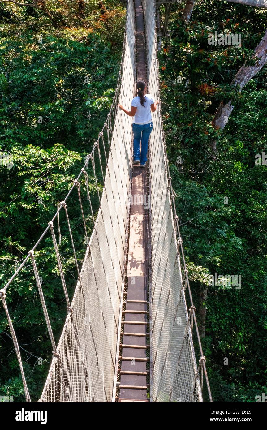 Elevated canopy walk hanging bridges. A rain forest canopy walkway in ...