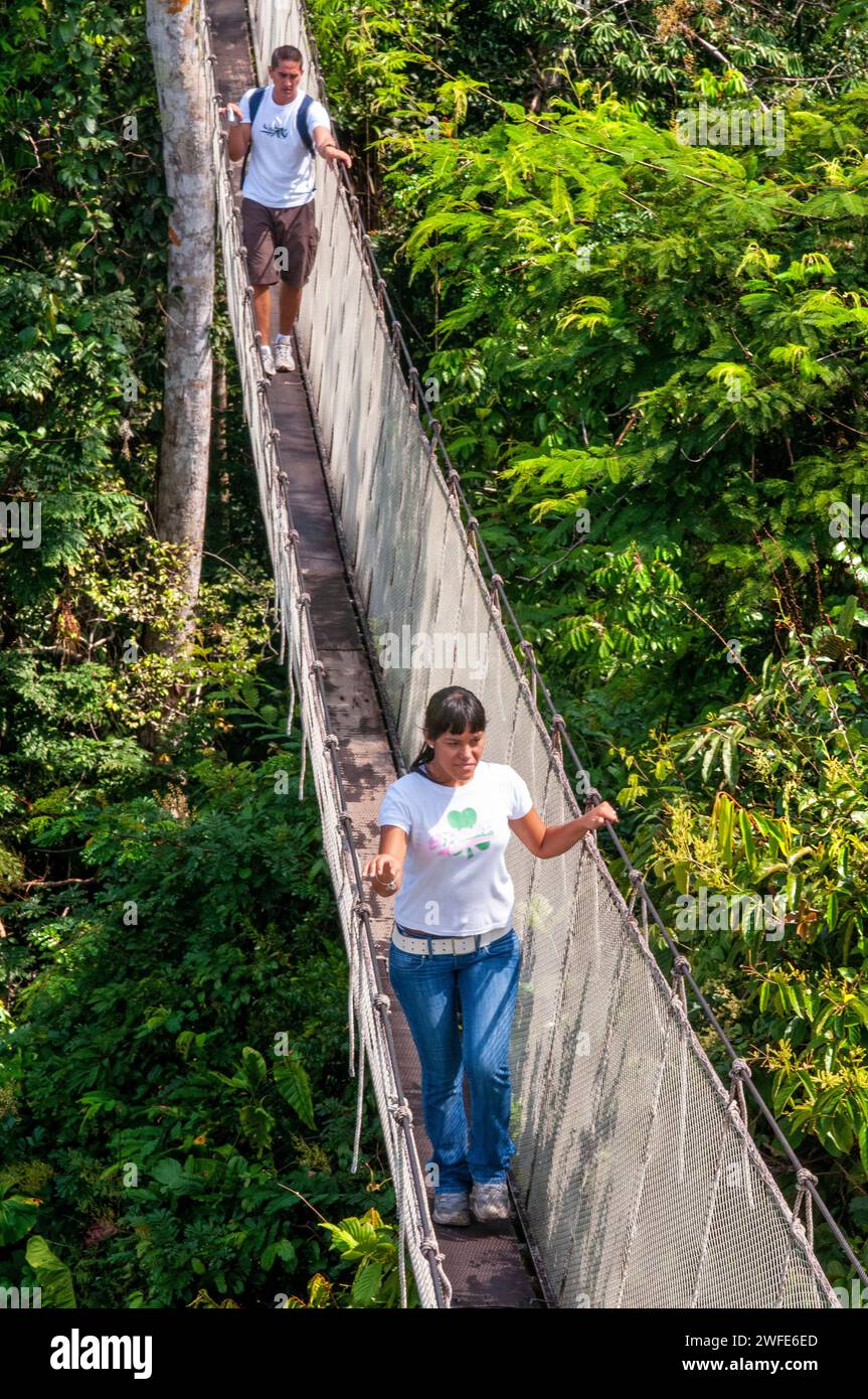 Elevated canopy walk hanging bridges. A rain forest canopy walkway in ...