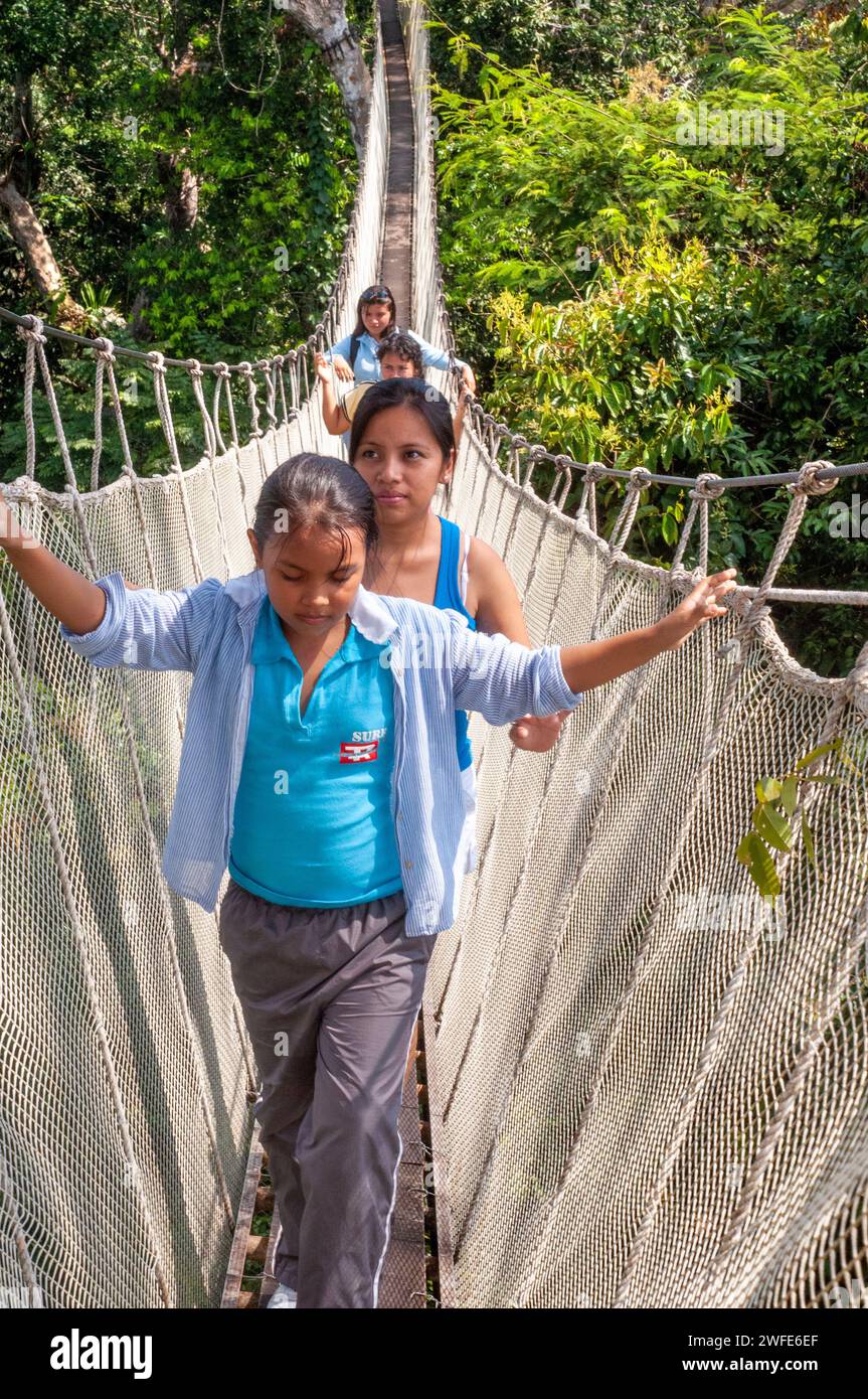 Elevated canopy walk hanging bridges. A rain forest canopy walkway in ...