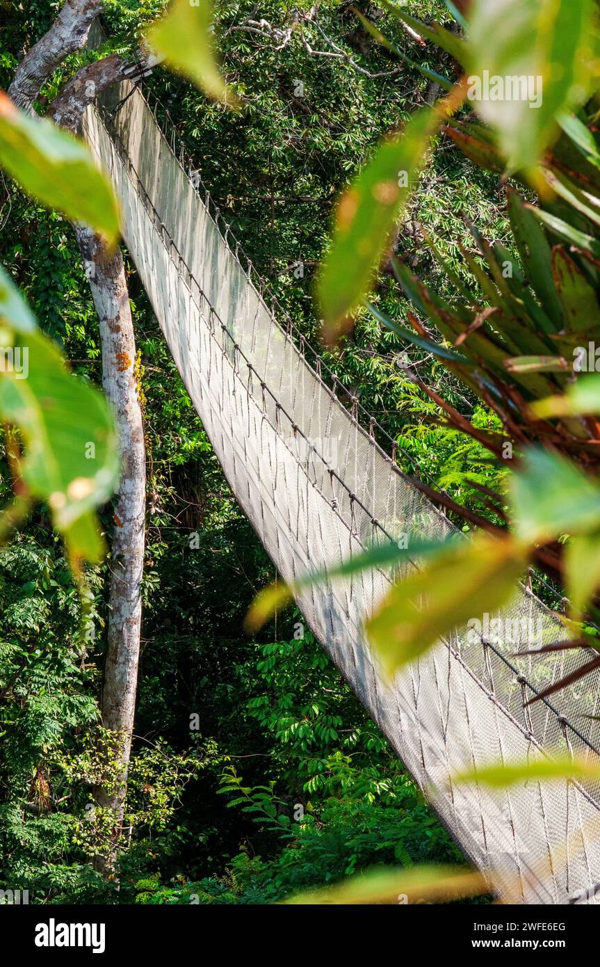 Elevated canopy walk hanging bridges. A rain forest canopy walkway in ...
