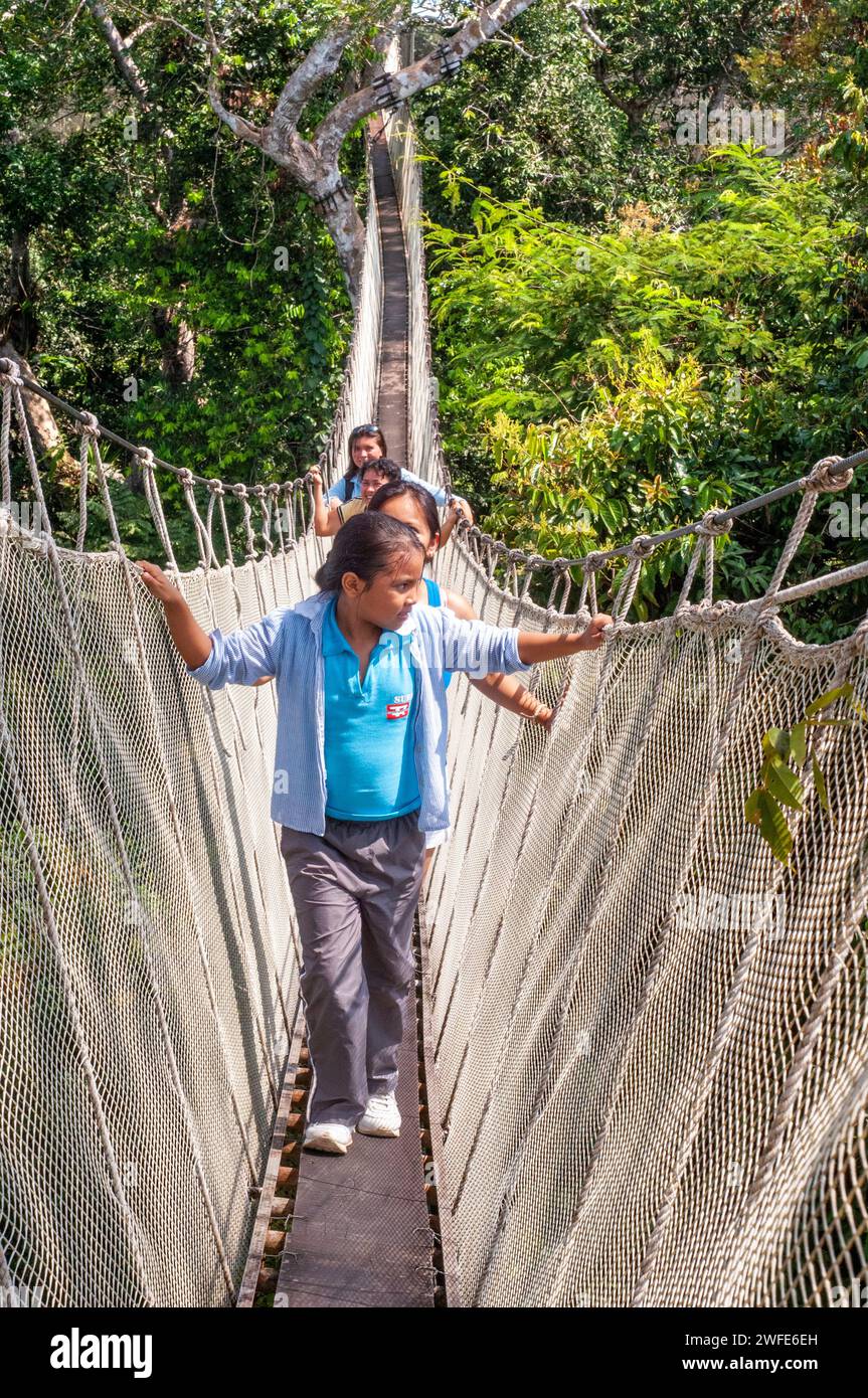Elevated canopy walk hanging bridges. A rain forest canopy walkway in ...