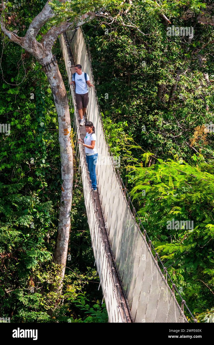 Elevated canopy walk hanging bridges. A rain forest canopy walkway in ...
