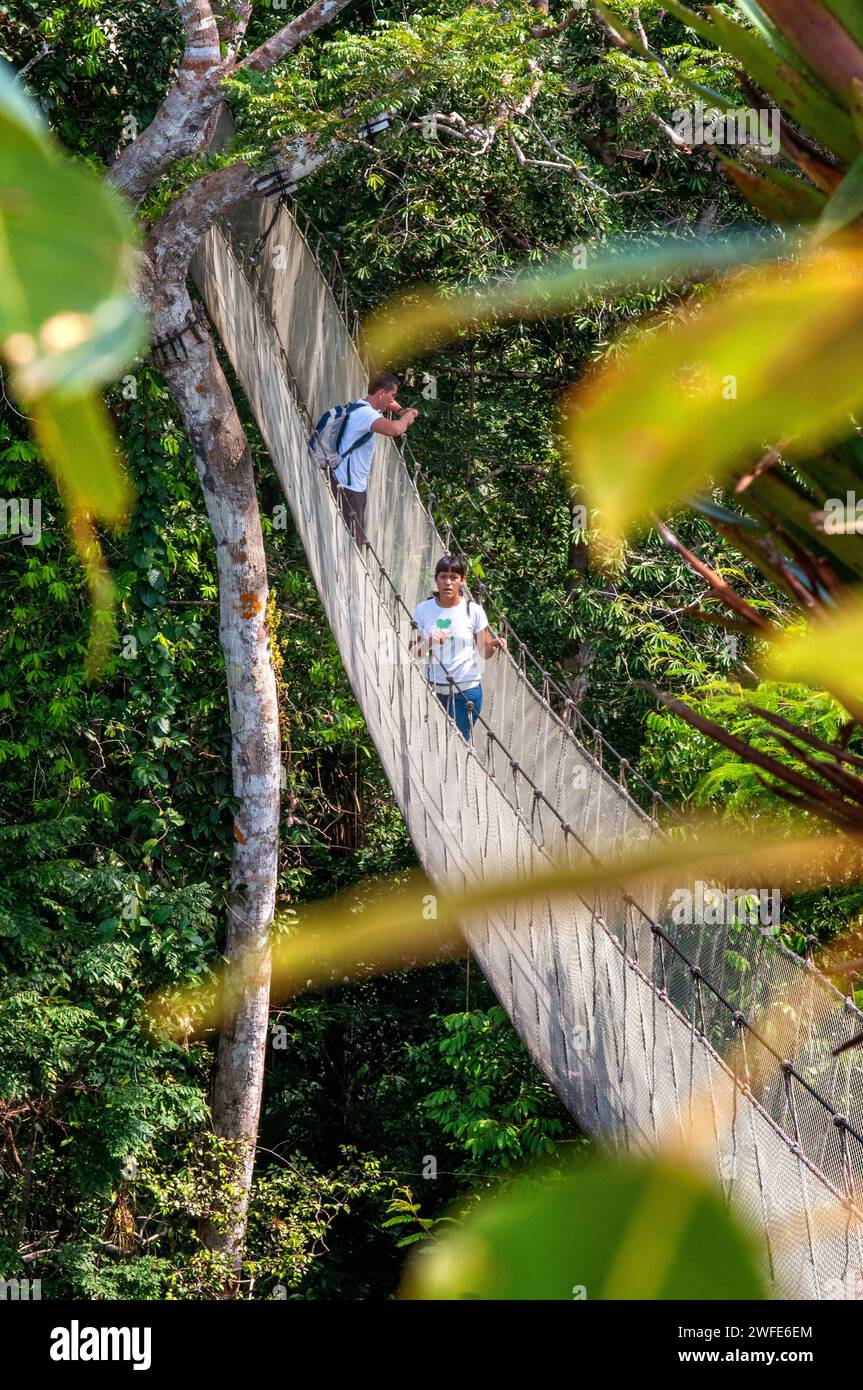 Elevated canopy walk hanging bridges. A rain forest canopy walkway in ...