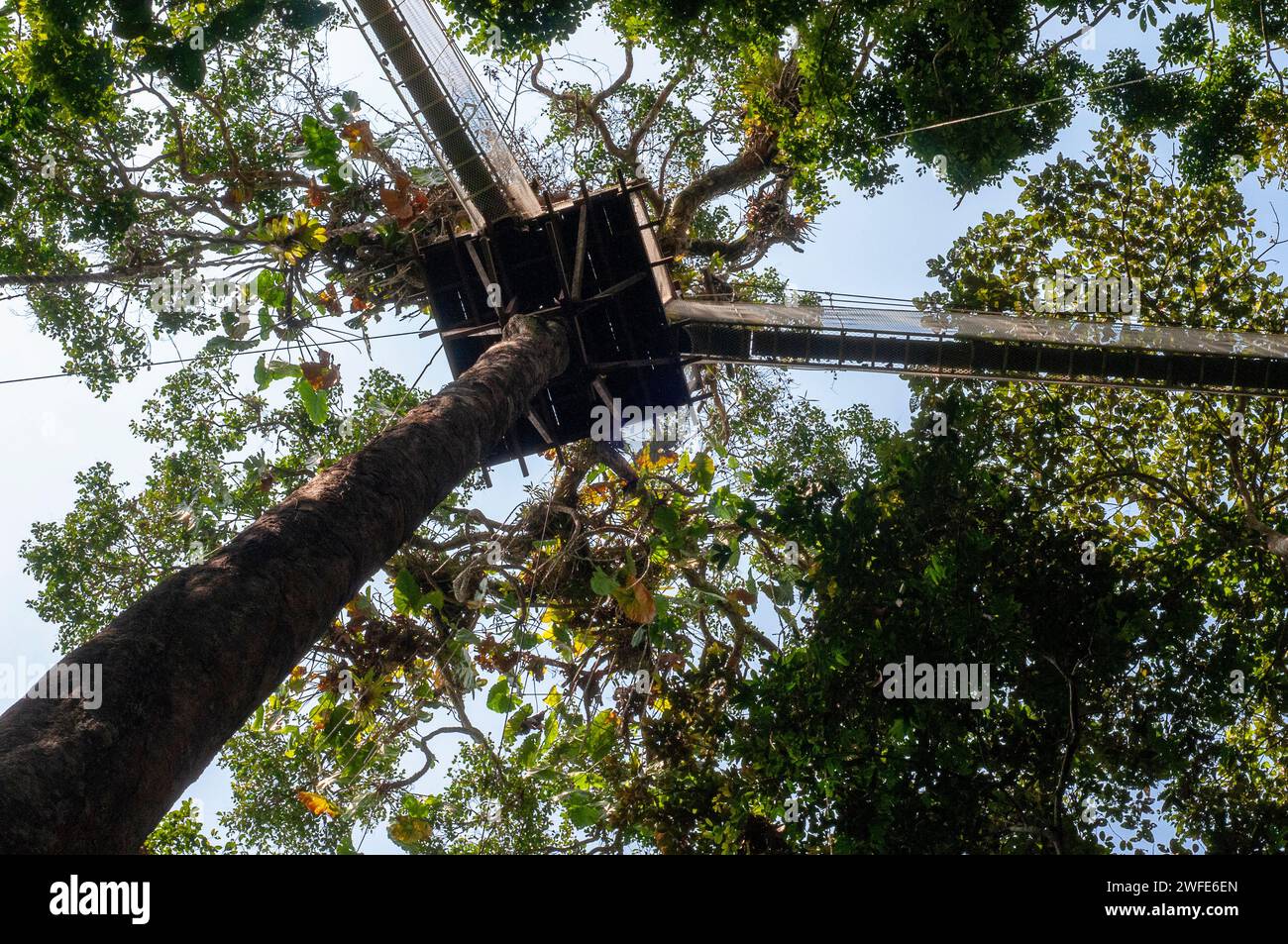 Elevated canopy walk hanging bridges. A rain forest canopy walkway in ...