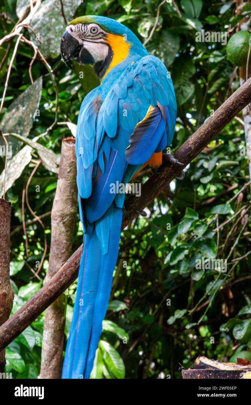 Blue and yellow macaw (Ara ararauna) portrait. The blue-and-yellow macaw (Ara ararauna), also ...