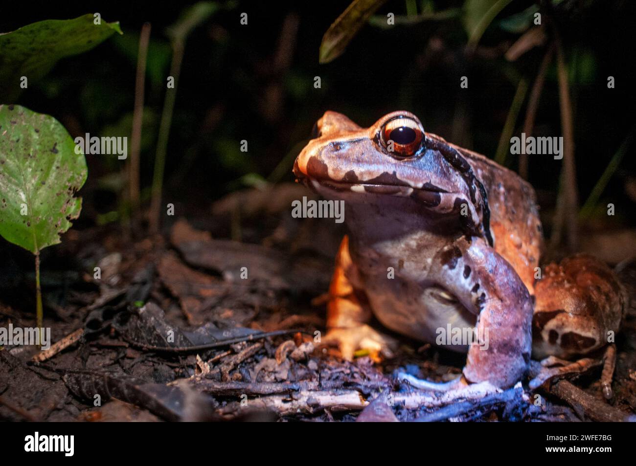 Smoky Jungle Frog, Leptodactylus savagei in Amazon primary forest ...