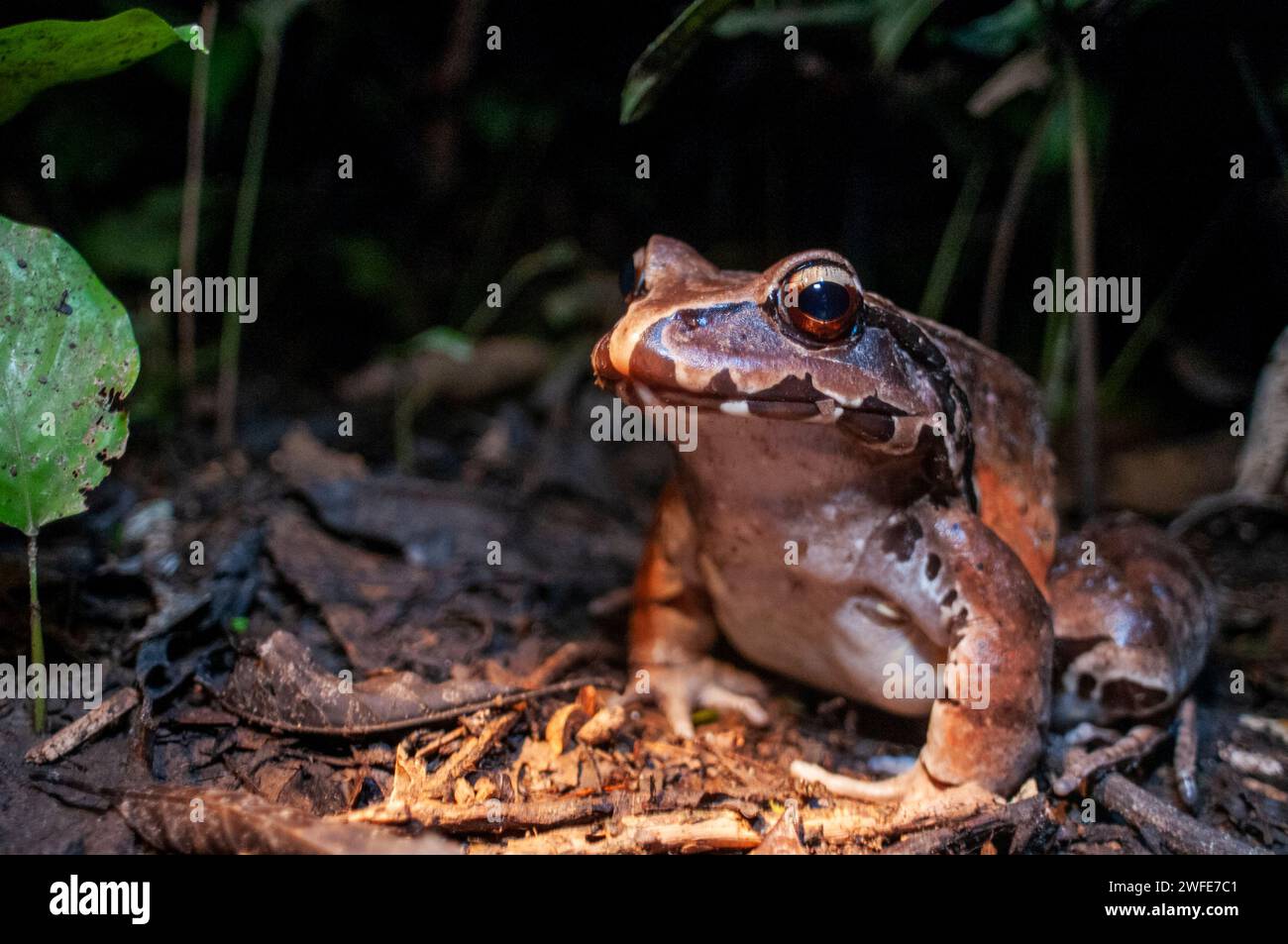 Smoky Jungle Frog, Leptodactylus savagei in Amazon primary forest ...