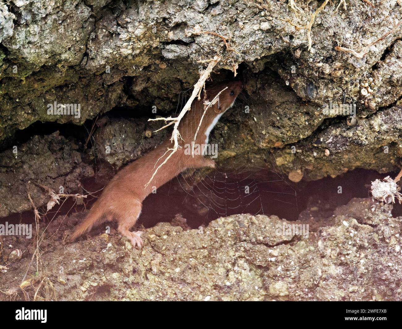 Belette hi-res stock photography and images - Alamy