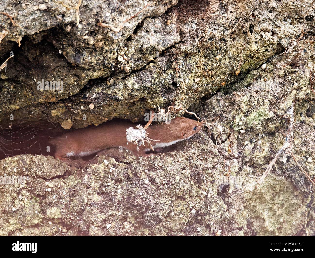 Belette hi-res stock photography and images - Alamy