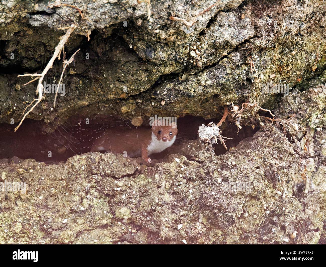 Belette hi-res stock photography and images - Alamy