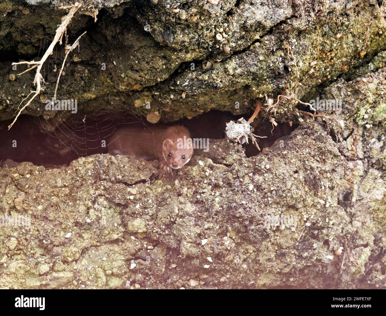 Belette hi-res stock photography and images - Alamy