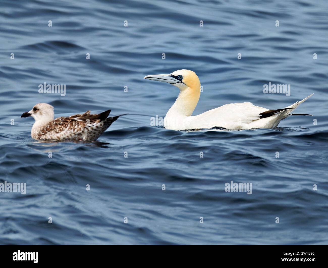 fou de bassan au large de l'ile d'oléron charente maritime france Stock ...