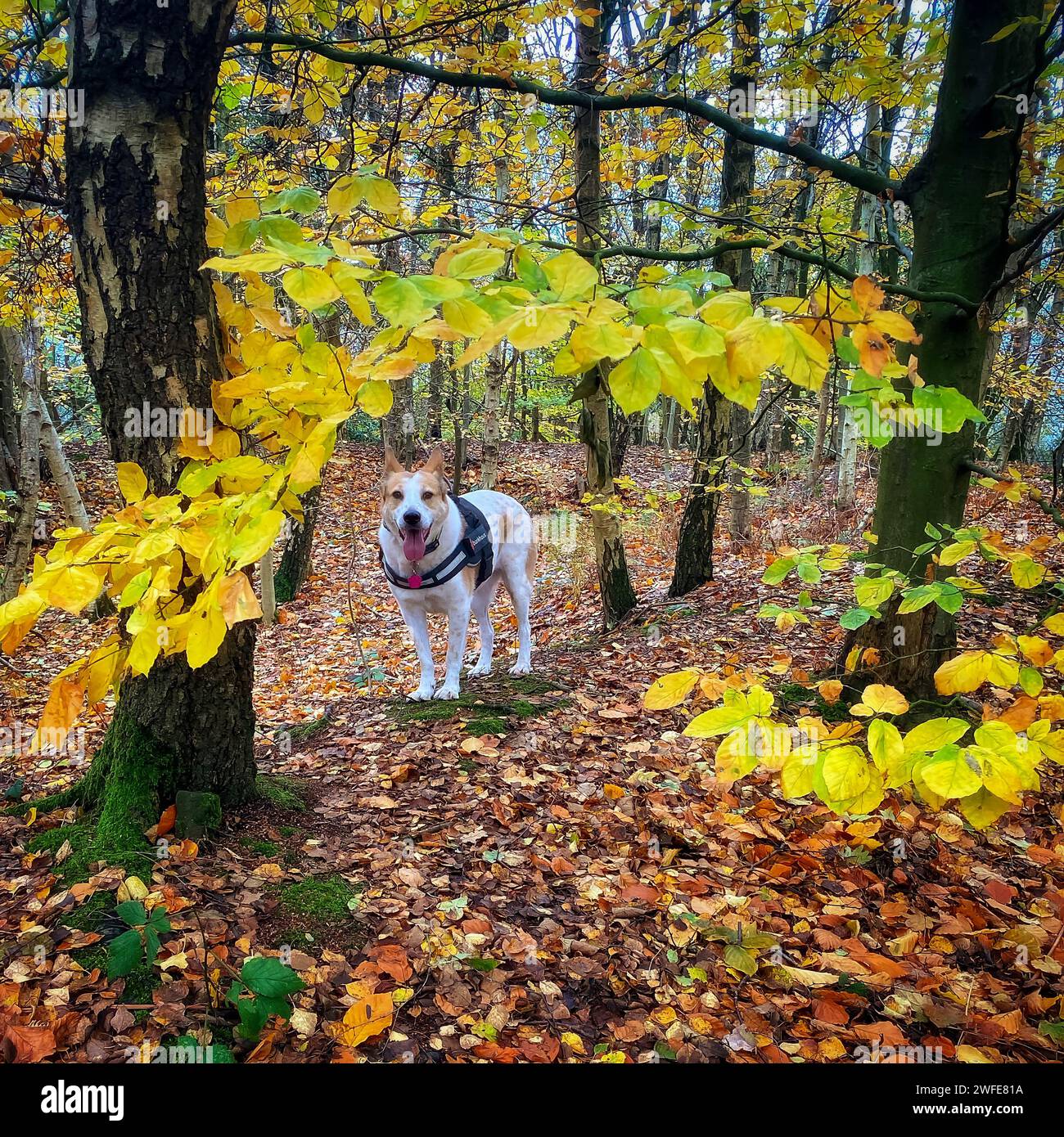 Mixed breed dog in a harness standing in a wood with fallen beech ...