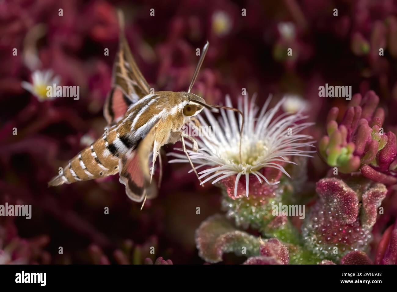 Striped Hawk-Moth (Hyles livornica) sucks nectar of flowering Common ...