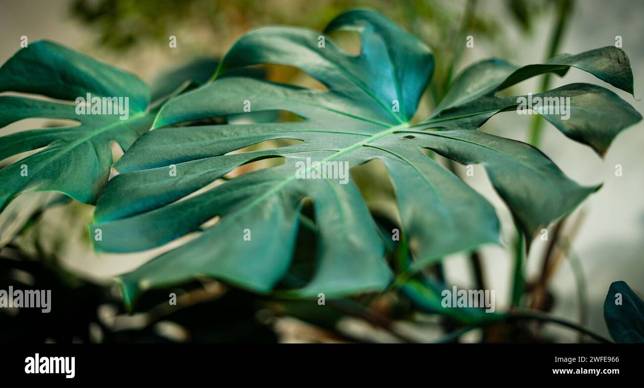 Monstera flowers hi-res stock photography and images - Alamy