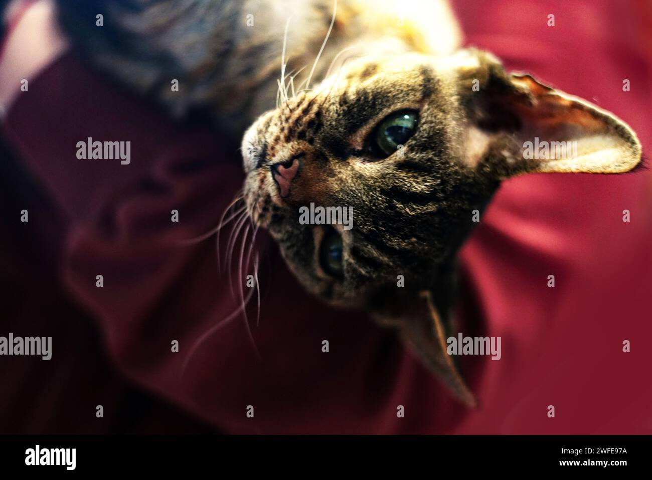 Devon rex face hi-res stock photography and images - Alamy