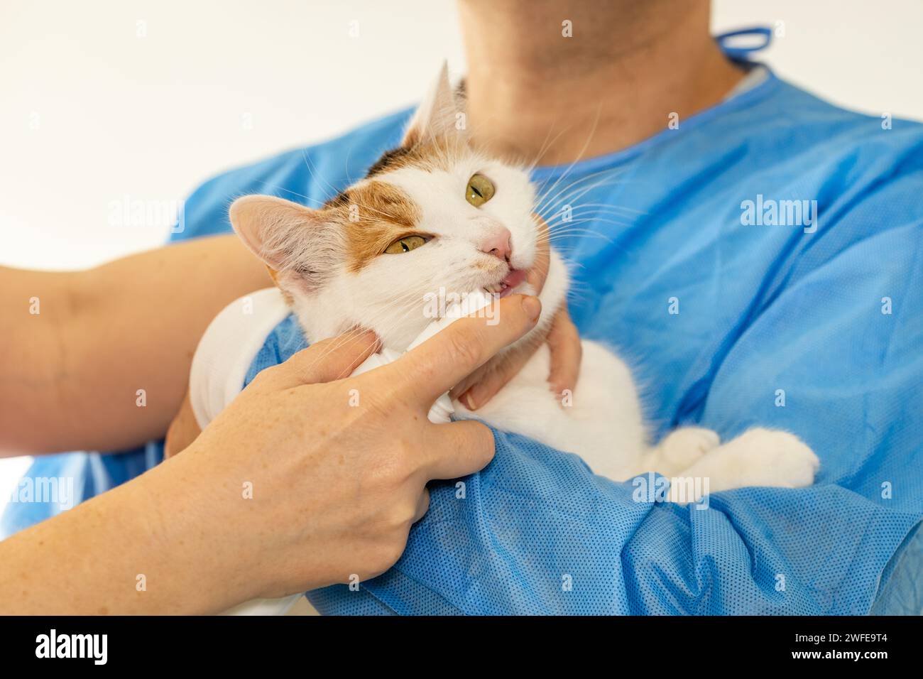 Gum and tooth diseases in cats, Veterinarian treats kitten's sick gums ...